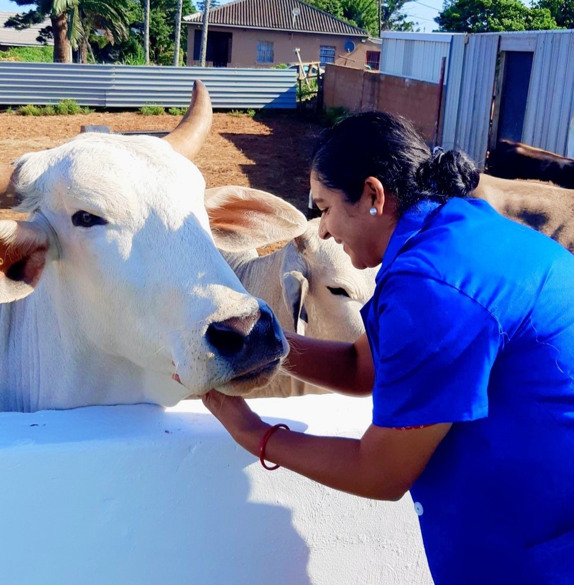 Krsna Goshala Seatides | Cow Sanctuary Seatides, Tongaat